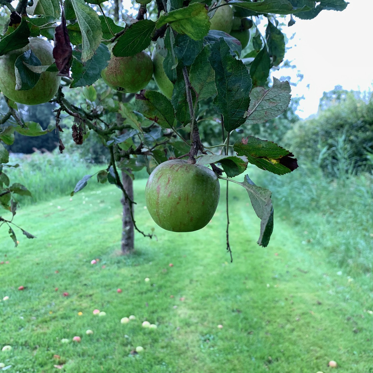 De vreugde van de verrotte appels - Zacht werken